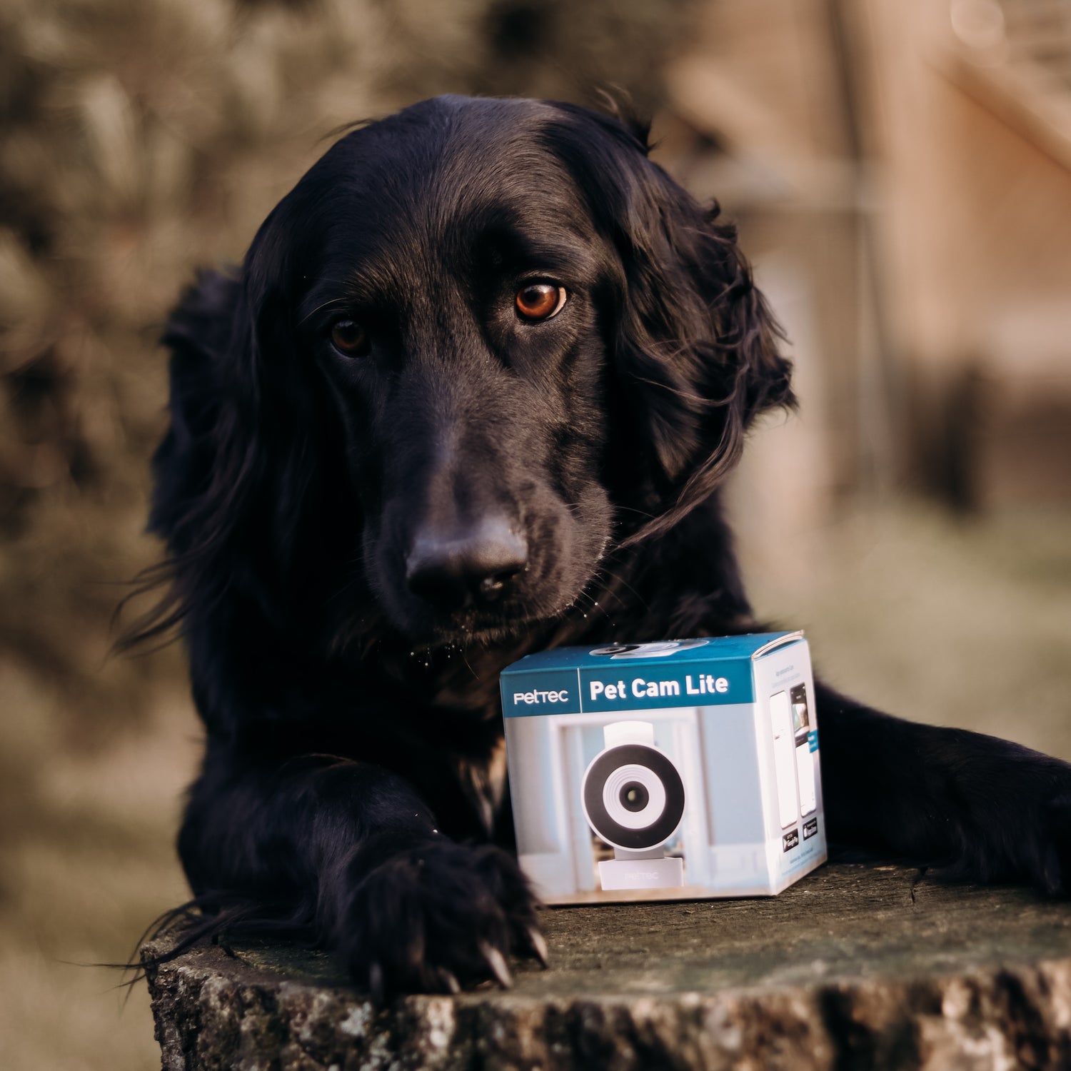 Pet Cam Lite - Deine App-gesteuerte Haustierkamera mit HD Auflösung