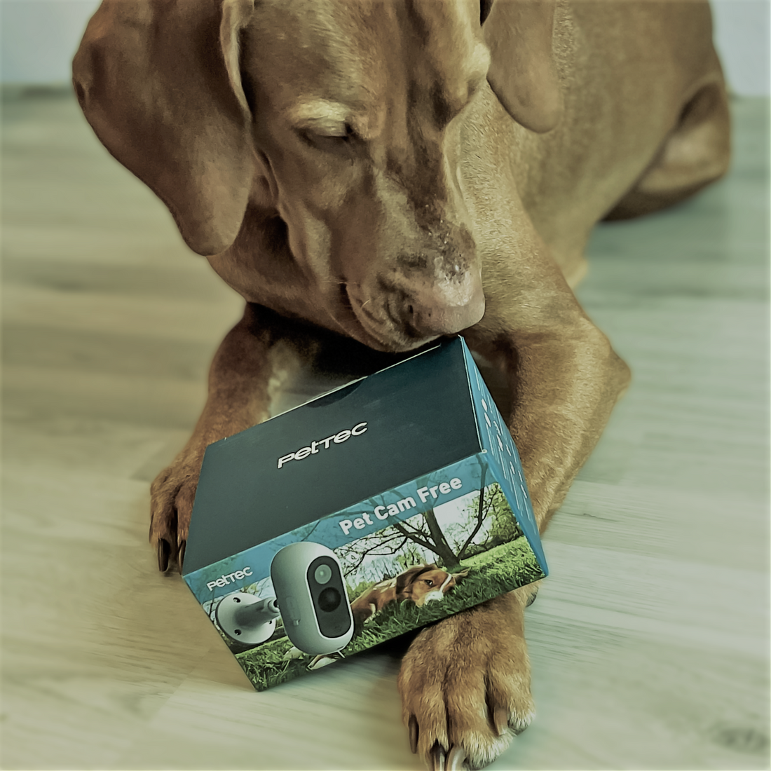 Hundekamera mit App ohne Abo, Haustierkamera mit Akku, Sprachfunktion ...